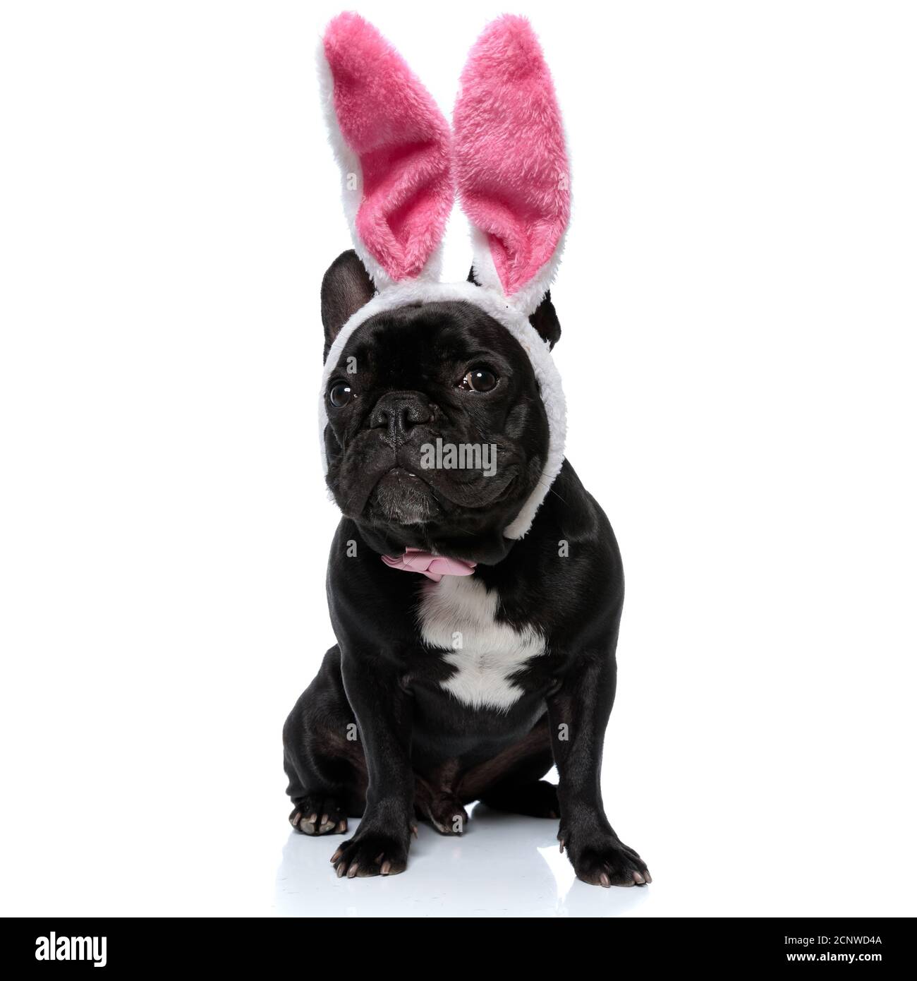 Curious French Bulldog puppy wearing rabbit ears and looking away ...