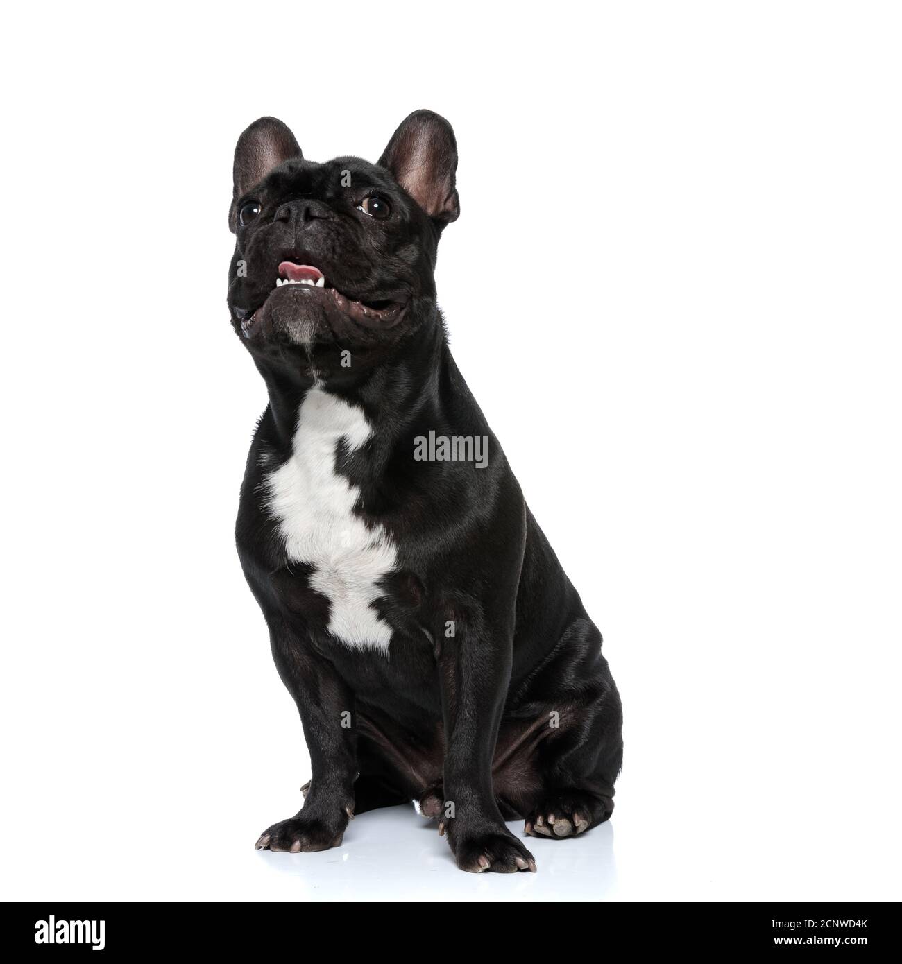 Black French Bulldog Smile