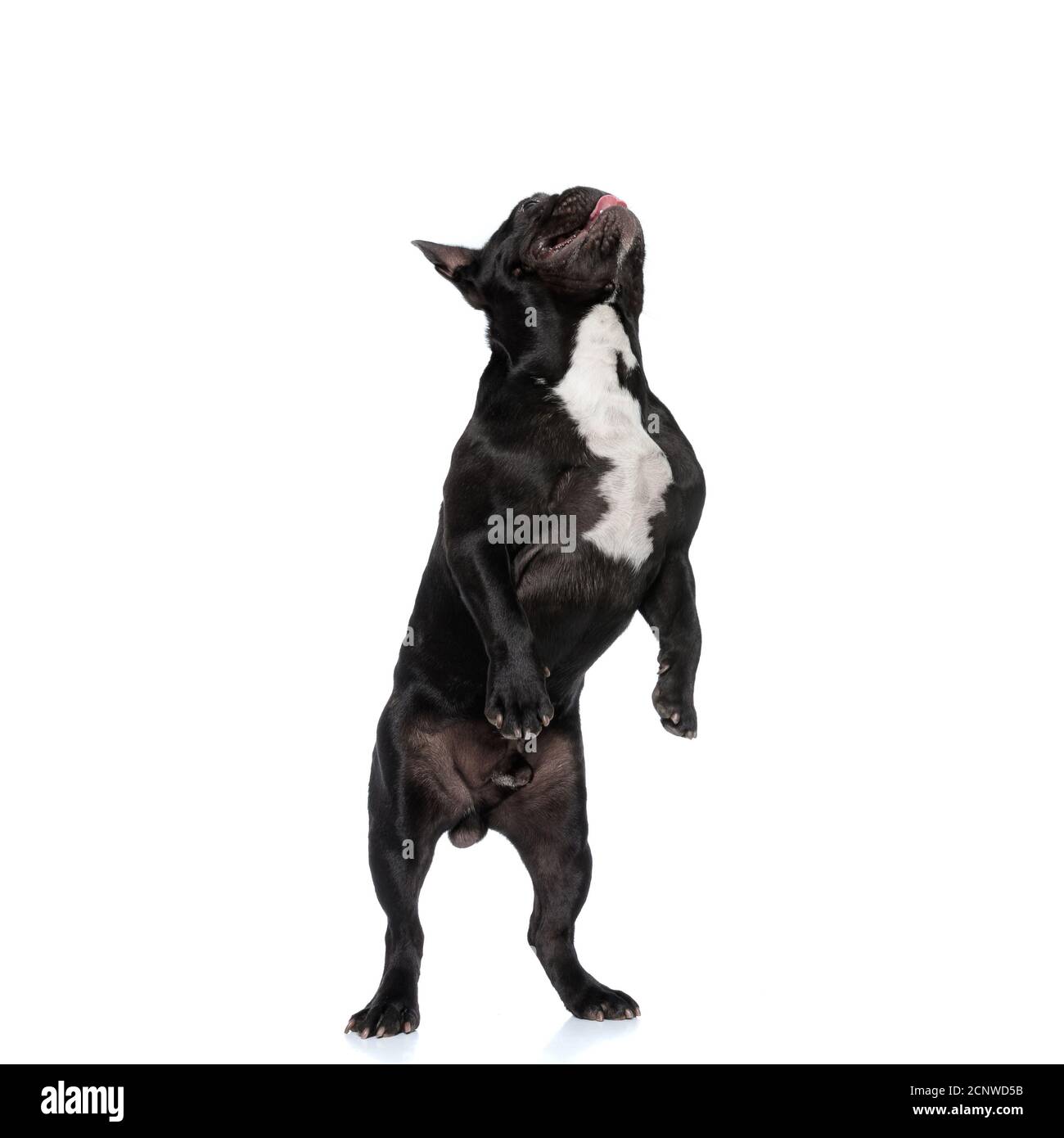 Playful French Bulldog puppy looking up and jumping on white studio ...