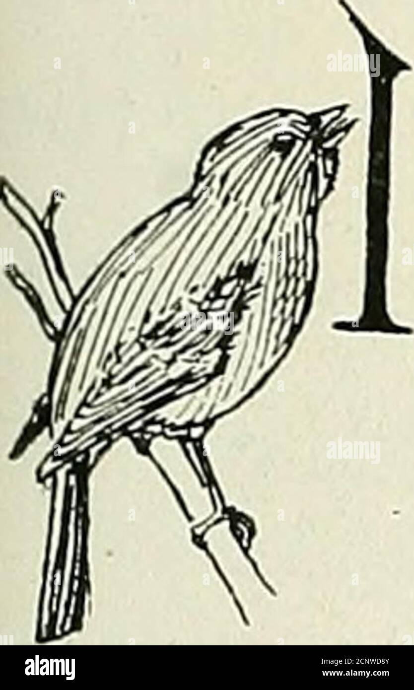 . Bird lore . is for Hawk, who*will hunt if hCjcan. The A B C of Bird ...