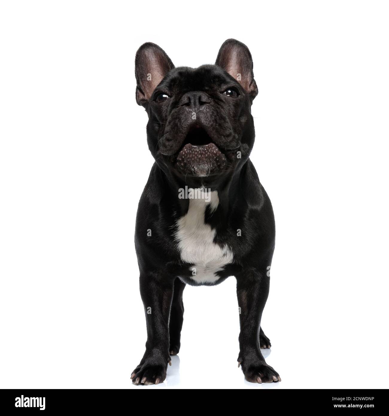 Playful French Bulldog puppy being excited and having his mouth open ...