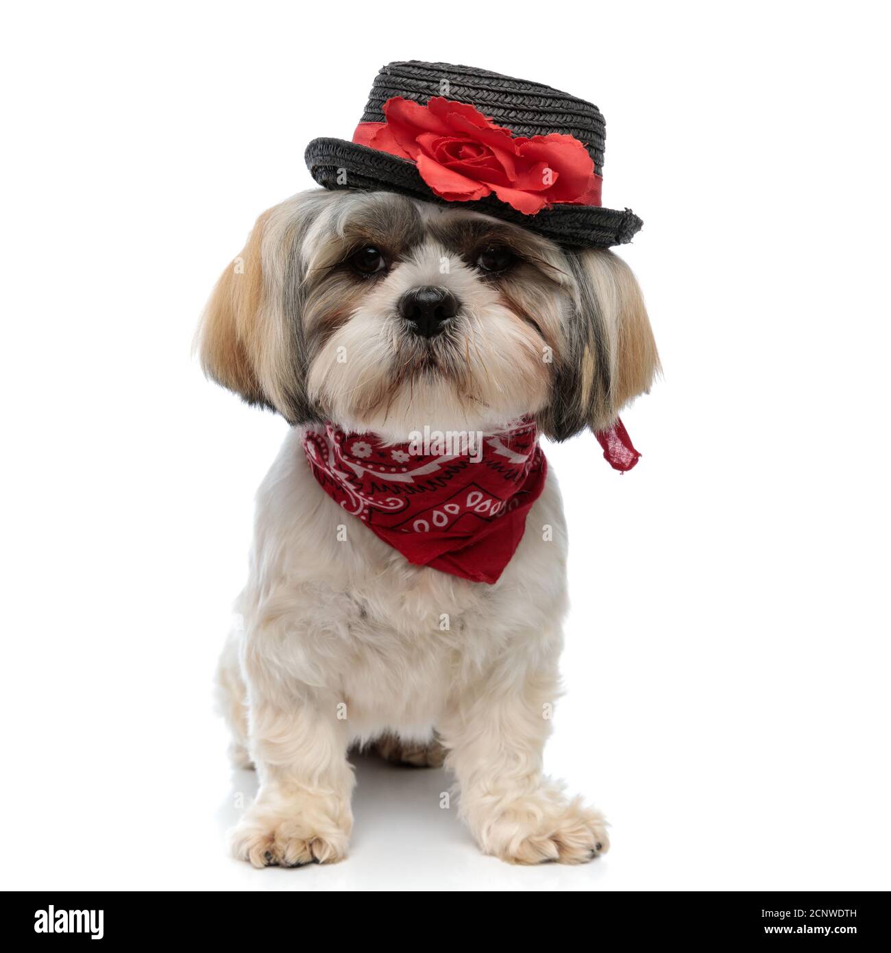 Fashion Shih Tzu puppy wearing hat and bandana while sitting on white ...