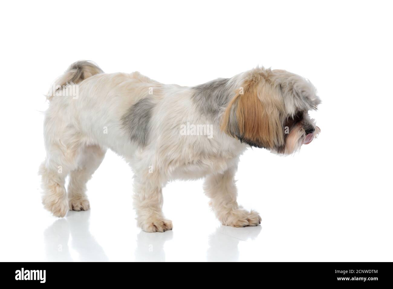 Side view of curious Shih Tzu puppy searching while walking on white ...