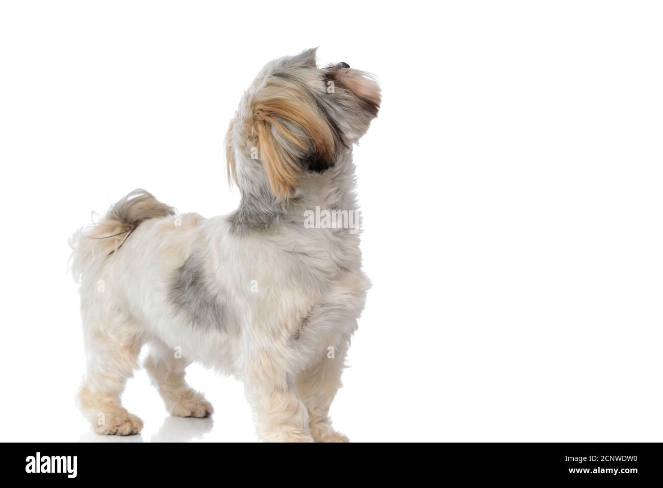 Side view of curious Shih Tzu puppy looking away while standing on ...