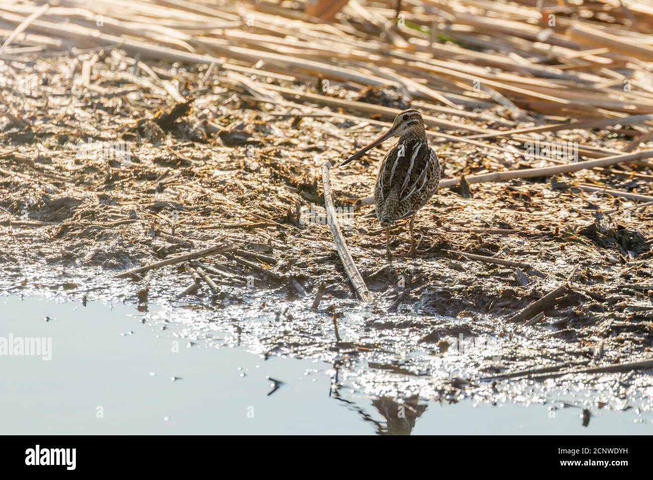 Common Snipe natural environment (Gallinago gallinago Stock Photo - Alamy