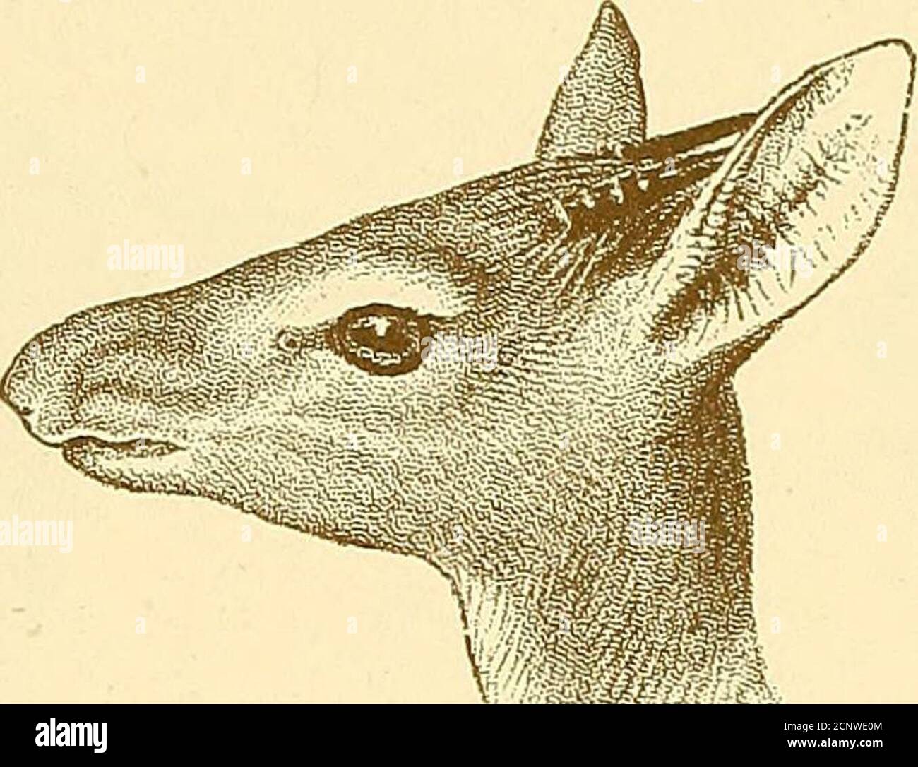 . Records of big game with their distribution, characteristics ...
