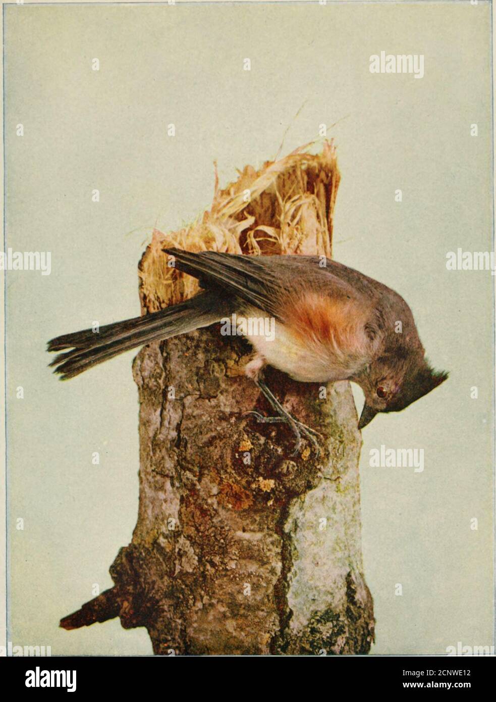 Four elms hi-res stock photography and images - Alamy