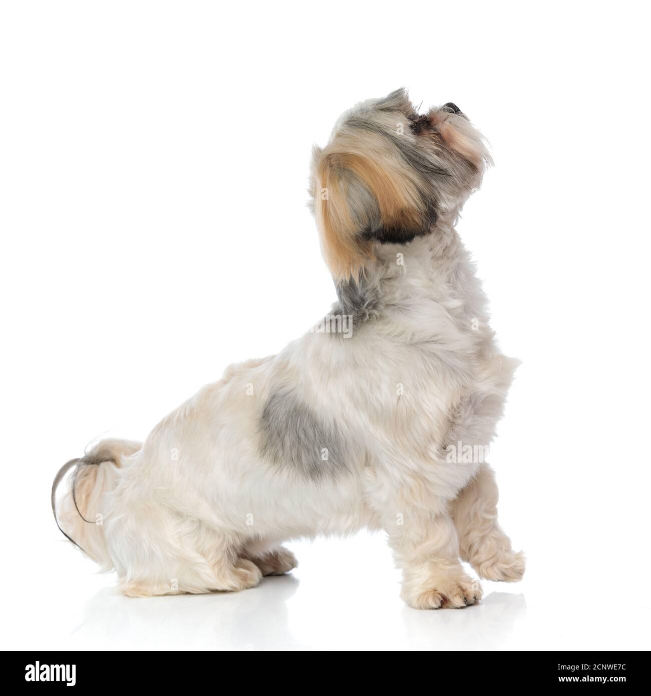 Side view of a dutiful Shih Tzu puppy waiting while sitting on white ...