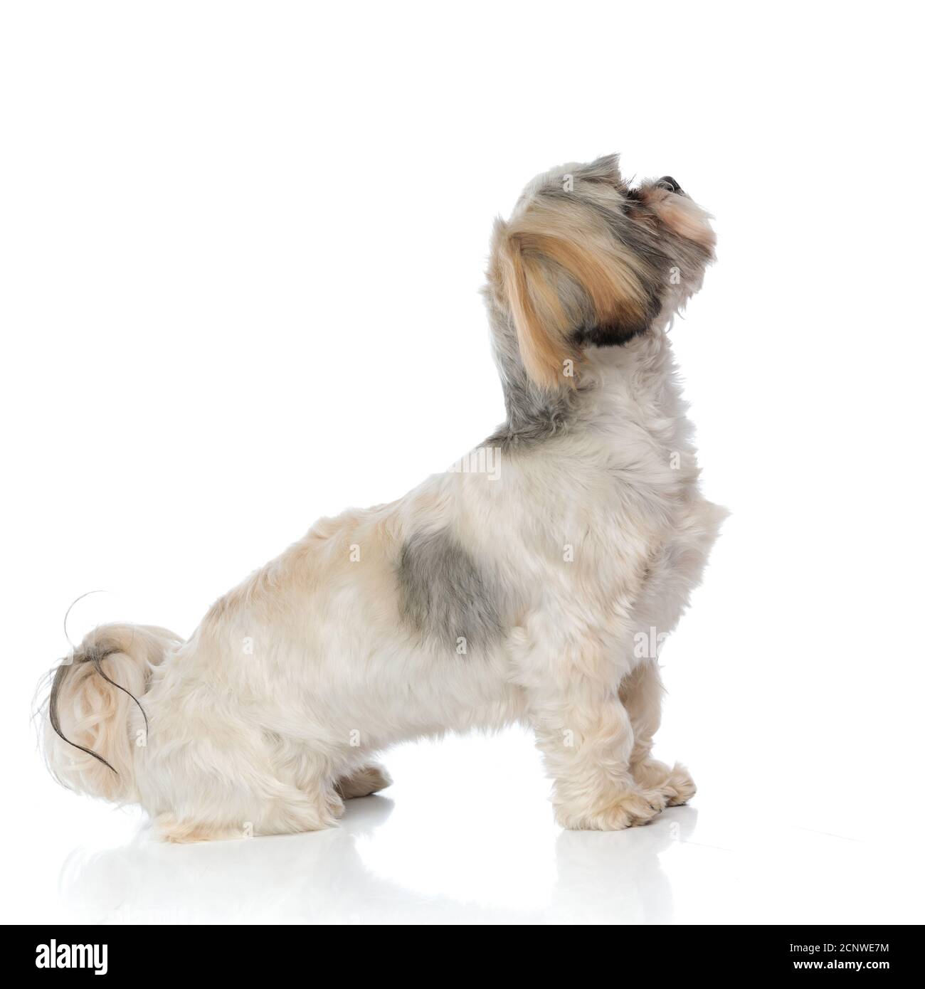 Side view shih tzu sitting hi-res stock photography and images - Alamy