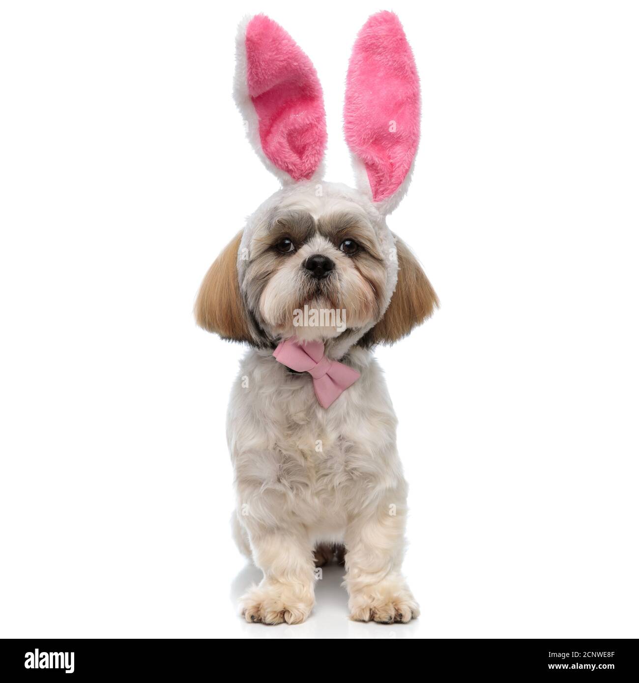 Funny Shih Tzu puppy wearing rabbit ears and bowtie while sitting on ...