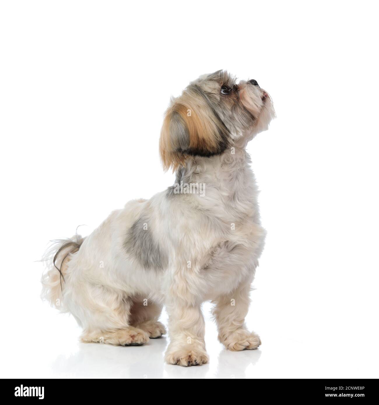 Side view of a eager Shih Tzu puppy being focused while sitting on ...