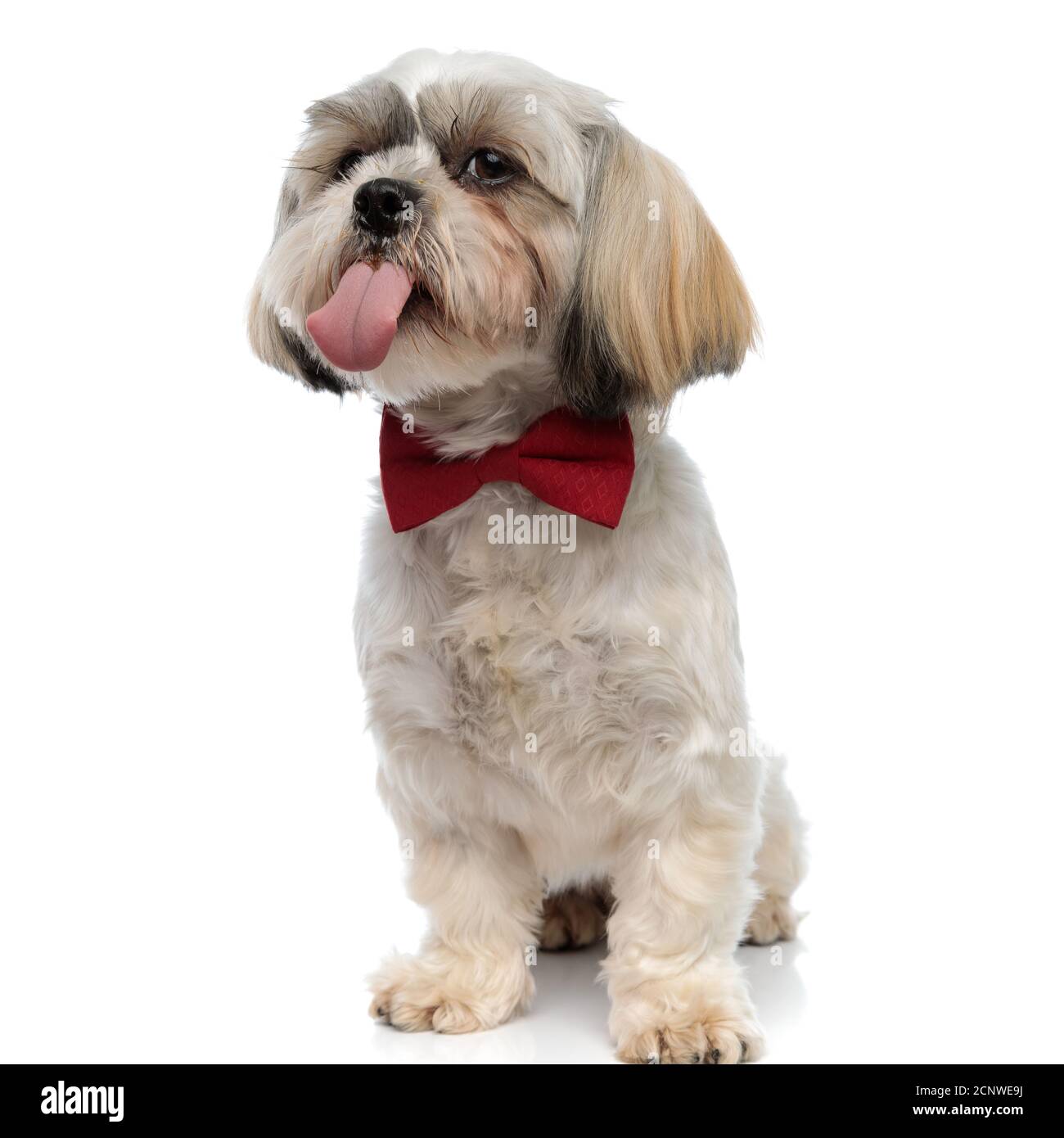 Adorable Shih Tzu puppy sticking out its tongue, wearing bowtie while ...