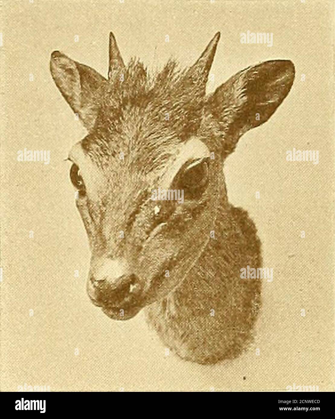 Borgu nigeria hi-res stock photography and images - Alamy