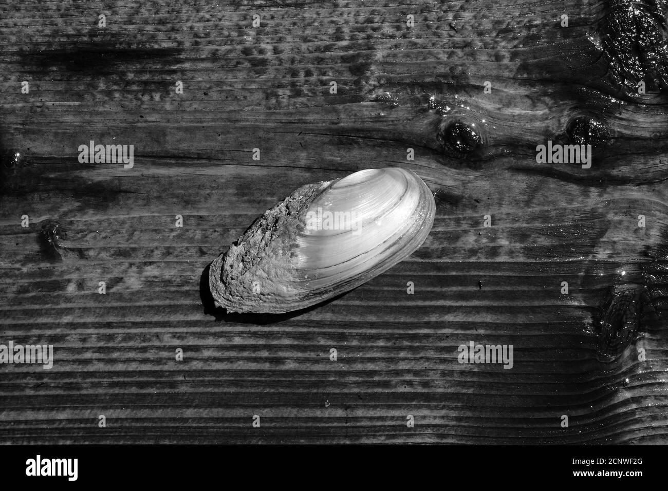 Clam shell Black and White Stock Photos & Images - Alamy