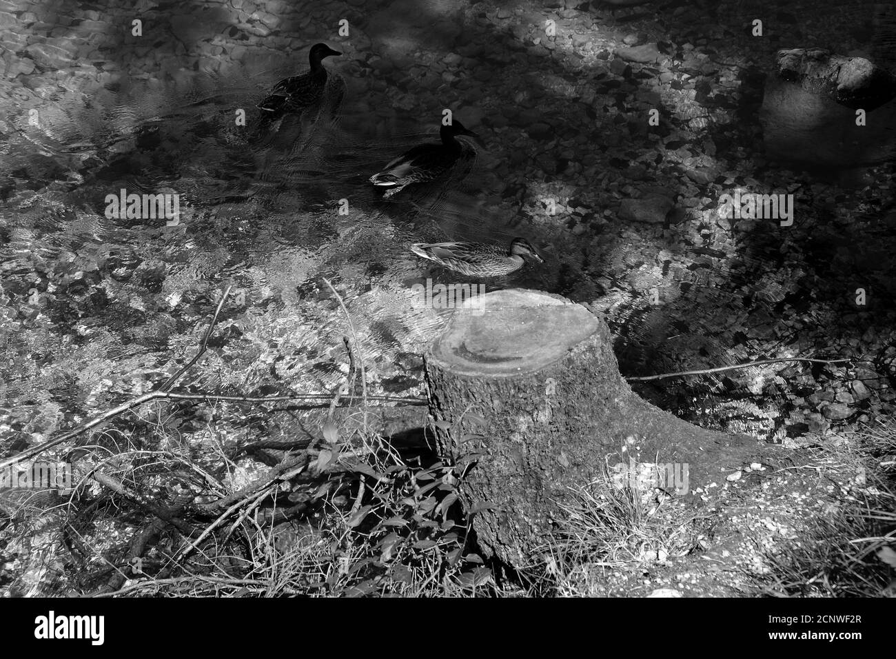 Pond in forest near Black and White Stock Photos & Images - Alamy