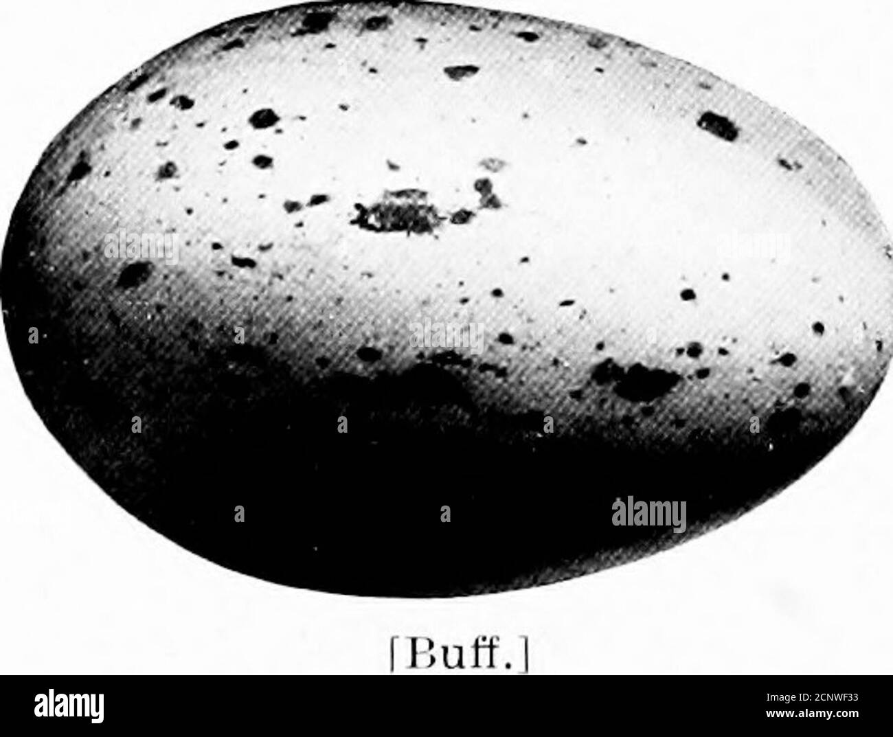 Birds sora rail Black and White Stock Photos & Images - Alamy