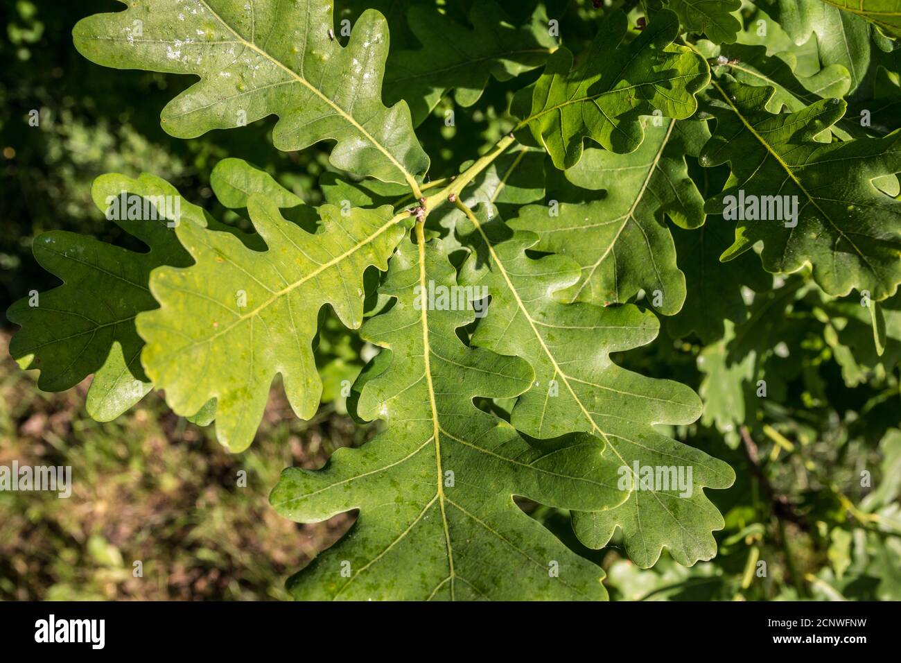 Oaken tree hi-res stock photography and images - Alamy