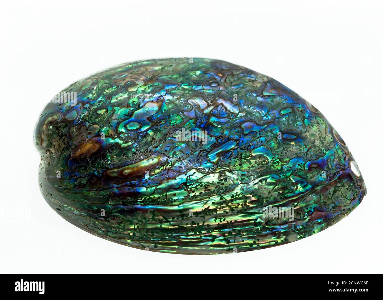 Isolated big maori paua shell on white background Stock Photo - Alamy