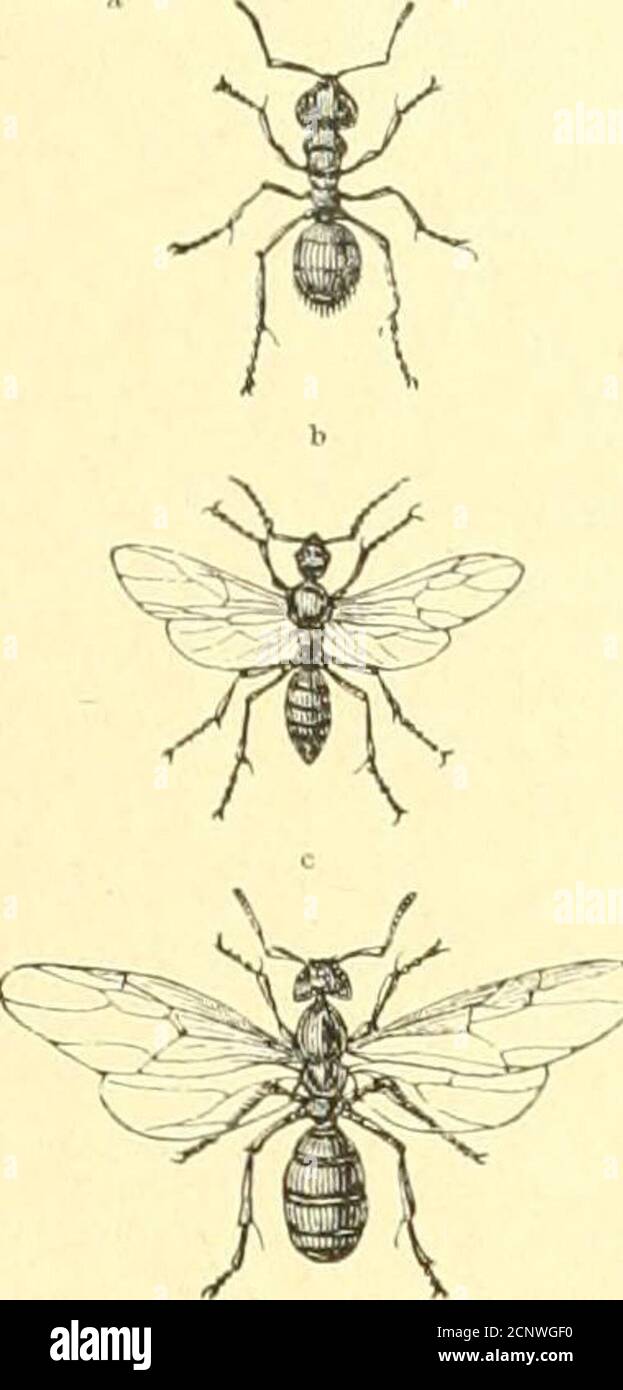 Wall fossorial hi-res stock photography and images - Alamy