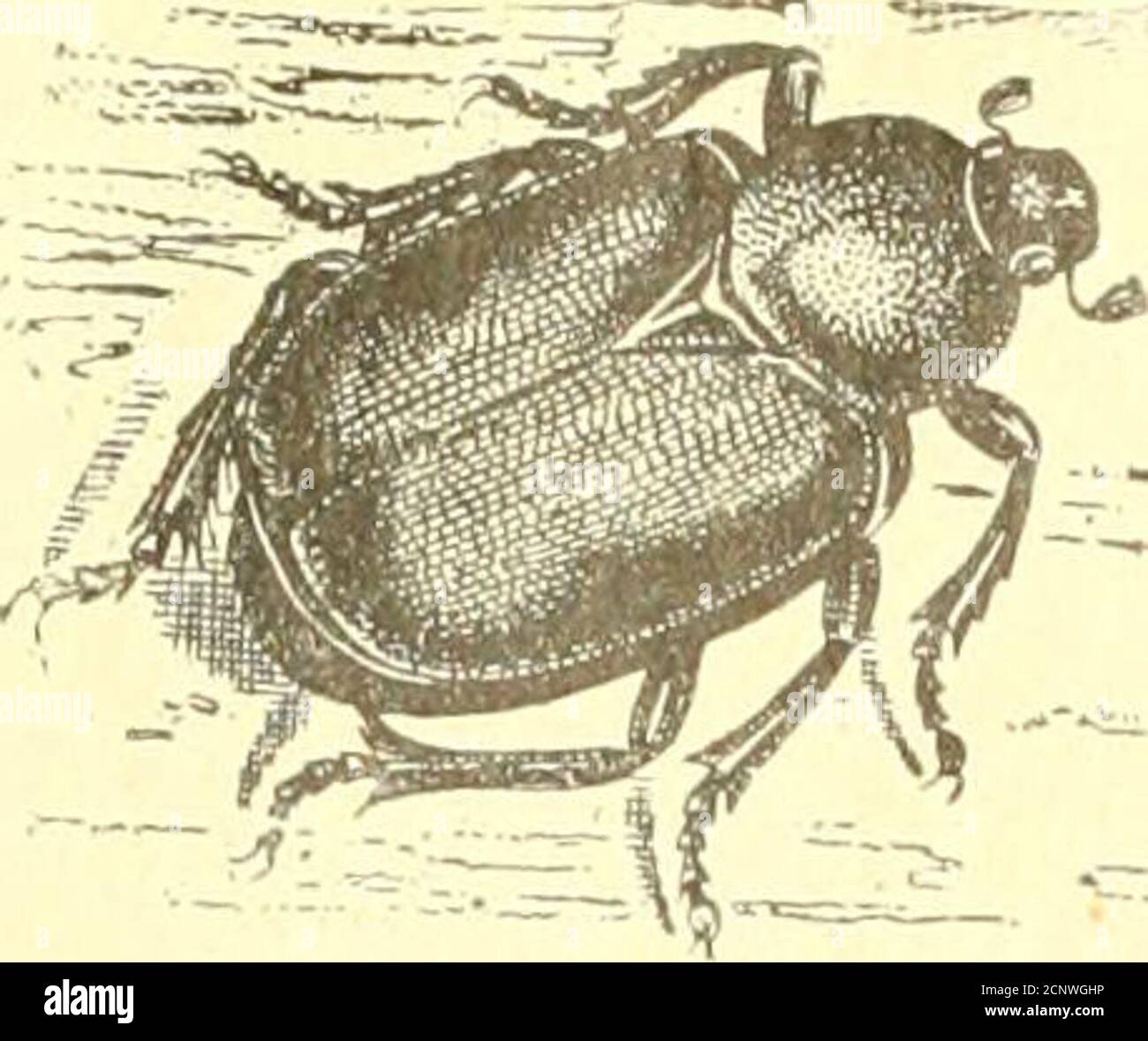 Cow dung beetle hi-res stock photography and images - Alamy