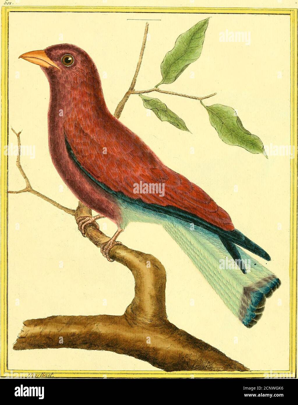 Il colibri hi-res stock photography and images - Alamy