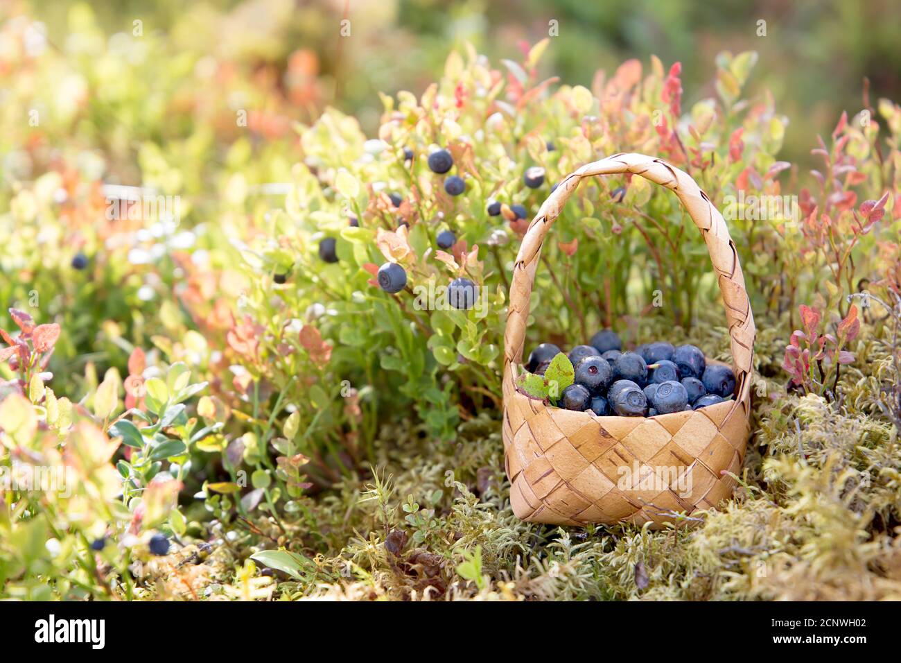 Forest berries in a basket next to blueberry bushes in the forest Stock ...