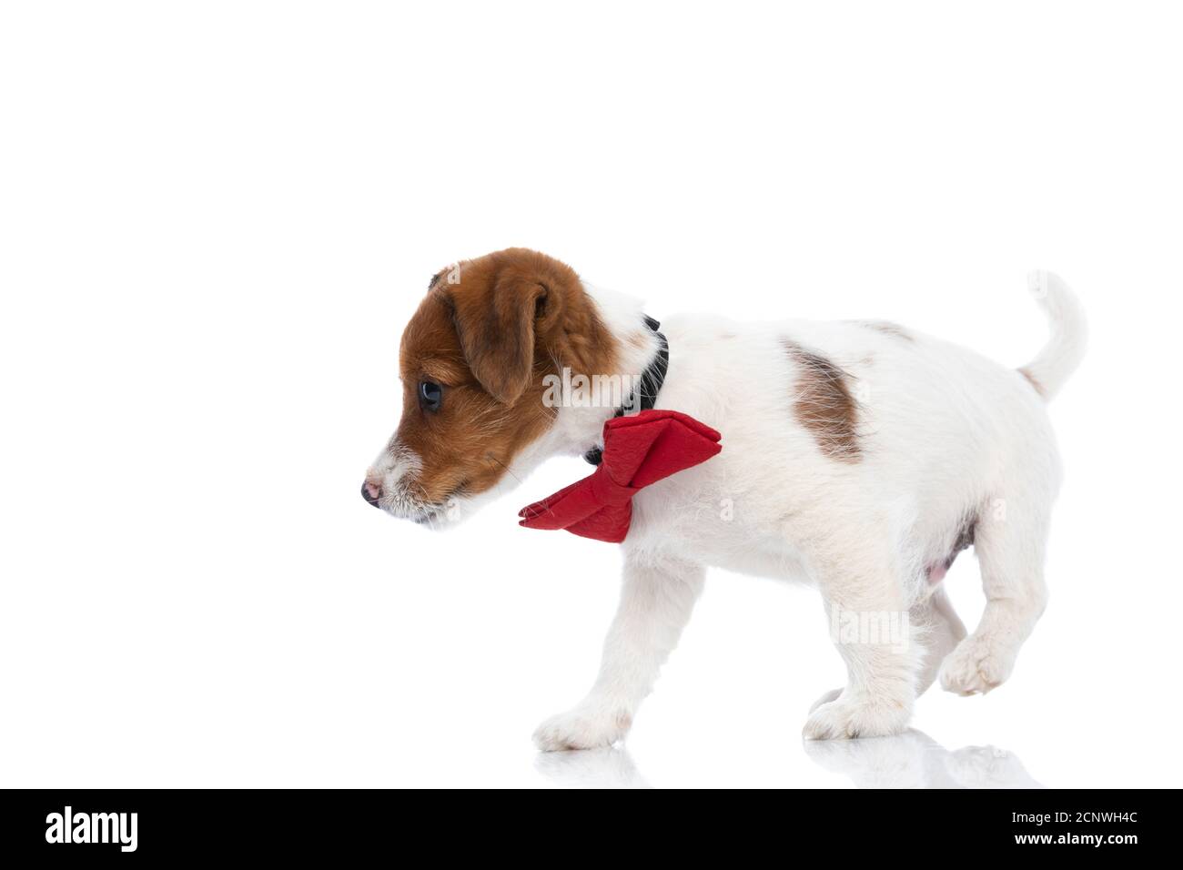 side view of a cute little jack russell terrier dog walking to a side ...