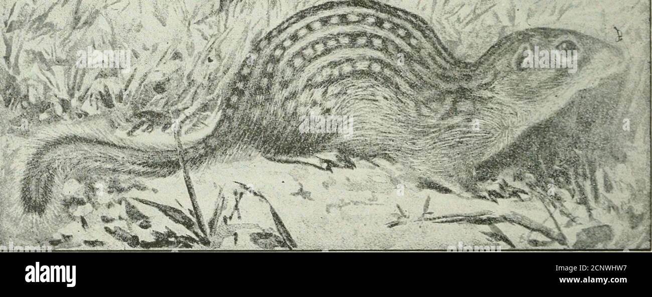 Bookidmanito hi-res stock photography and images - Alamy