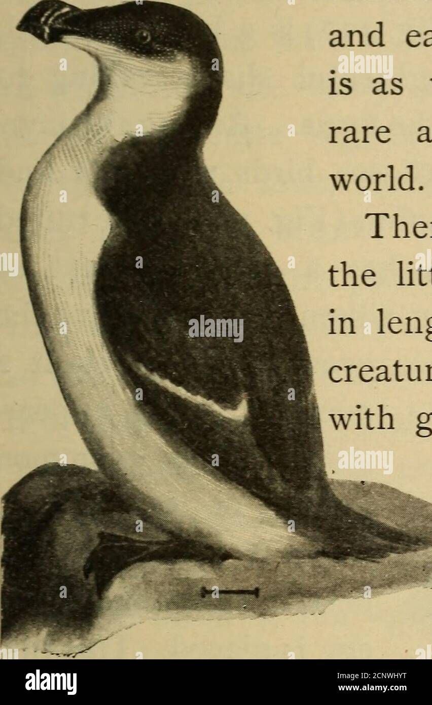 Great auk extinct hi-res stock photography and images - Alamy
