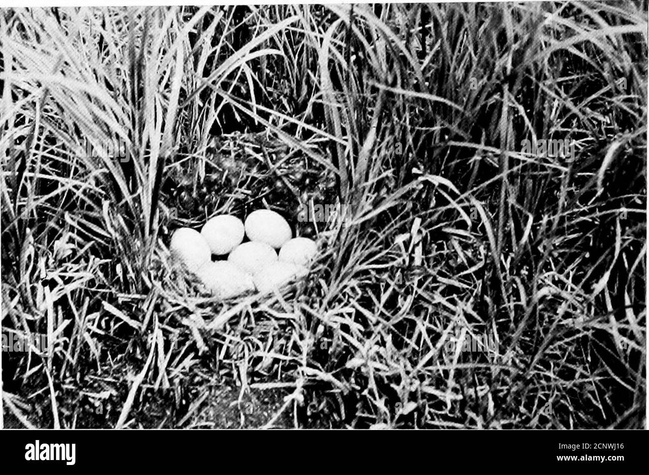 . North American birds eggs . 74 NoKTH American Birds Eggs.. Phuto by P ...