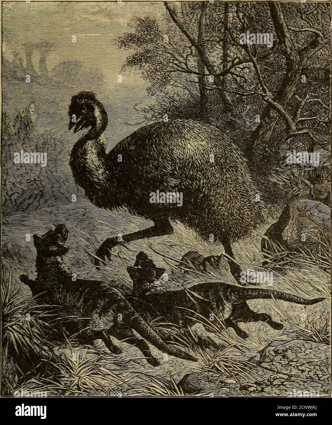 . Half hours with fishes, reptiles, and birds . Fig. ho. —Rhea and ...