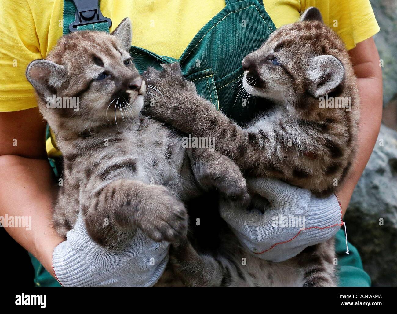 Cougar Cubs High Resolution Stock Photography and Images - Alamy