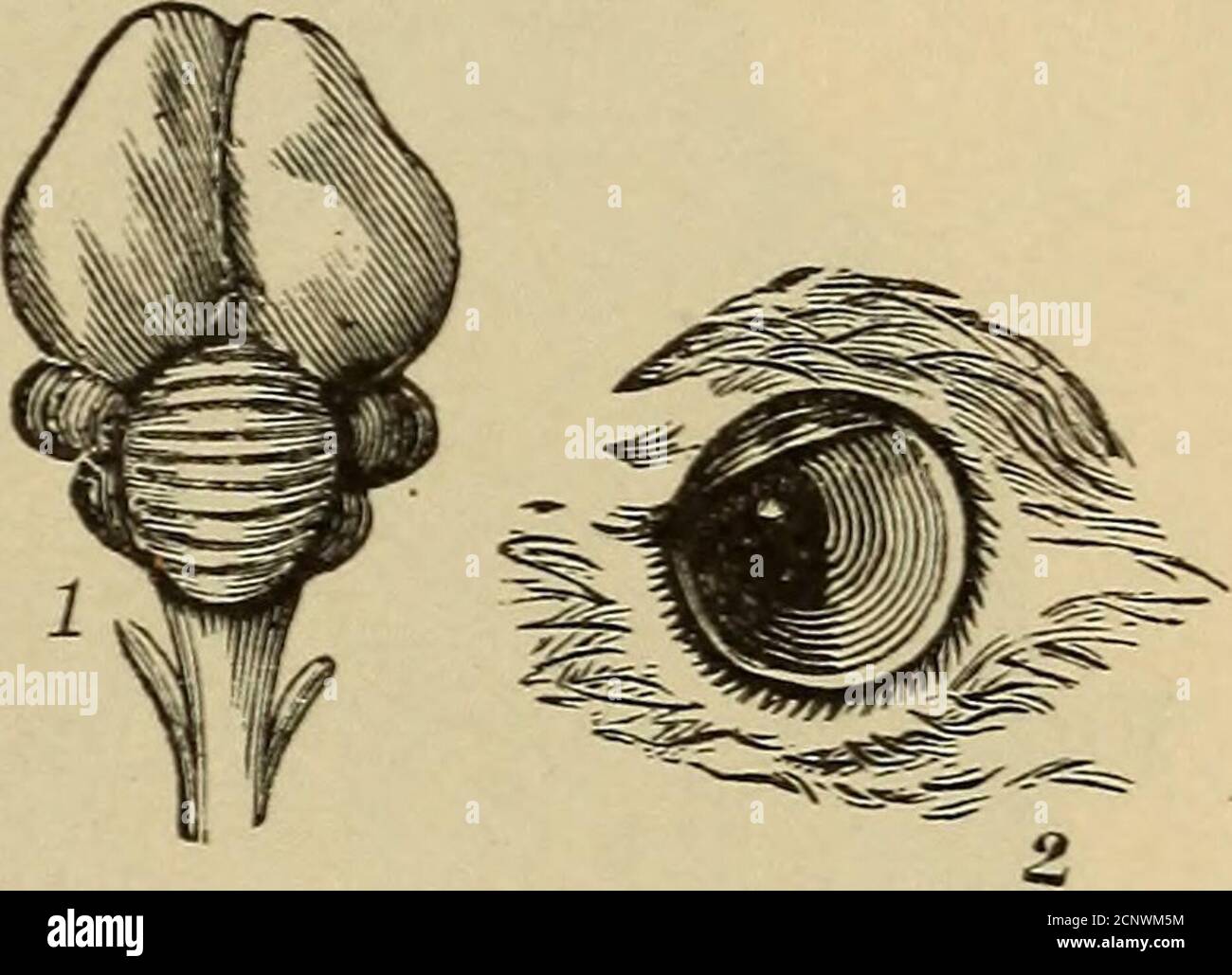 . Half hours with fishes, reptiles, and birds . Fig. 100. Digestive ...