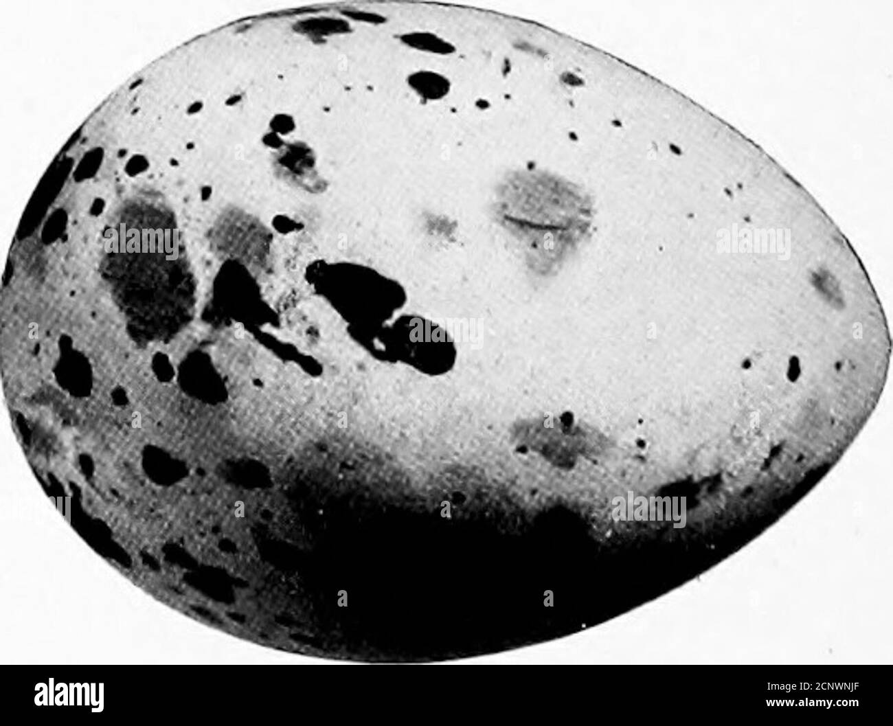 Bright red bill Black and White Stock Photos & Images - Alamy