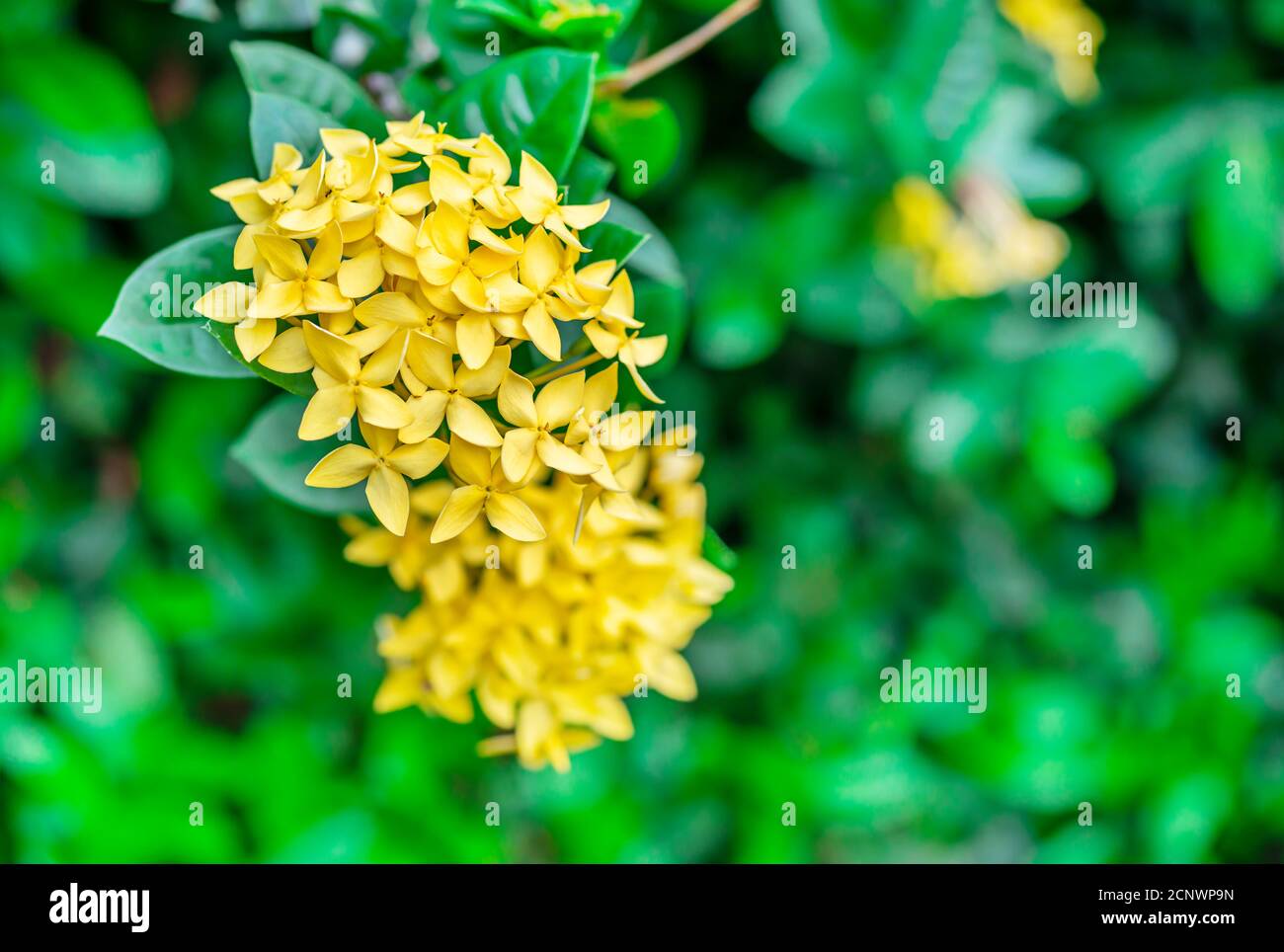 Sweet fix hi-res stock photography and images - Alamy