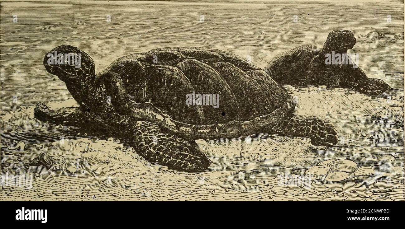 . Half hours with fishes, reptiles, and birds . Fig. 84. —The Lower ...