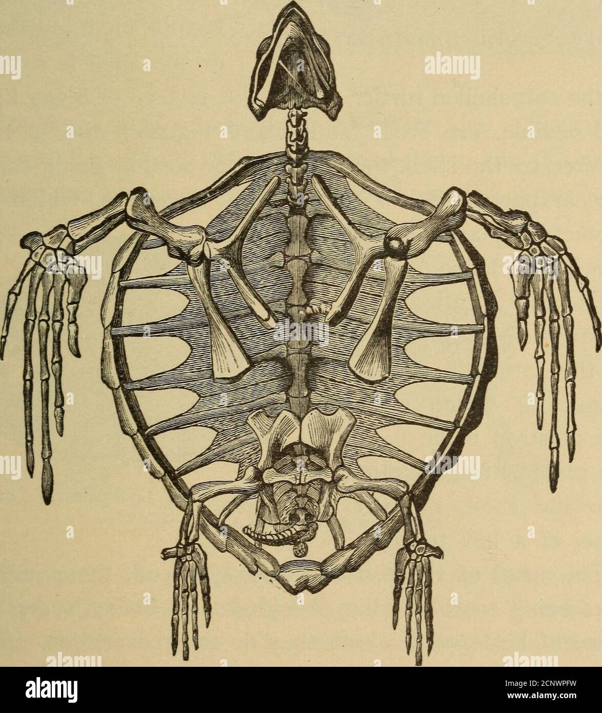 . Half hours with fishes, reptiles, and birds . Fig. 81.—The Box Turtle ...