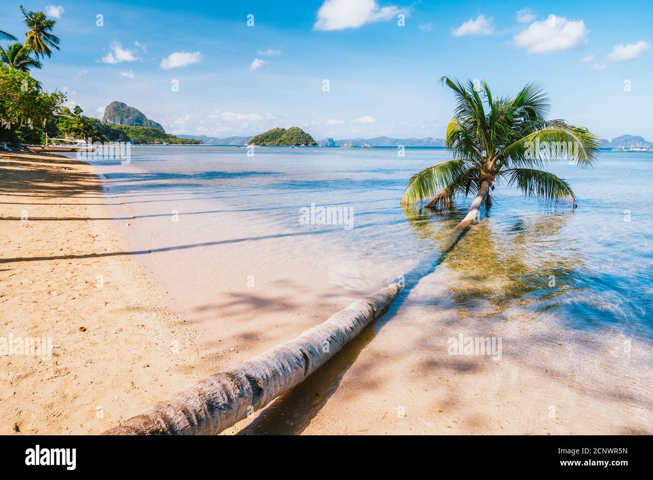 Fallen palm tree on sandy corong beach, El Nido, Palawan, Philippines ...