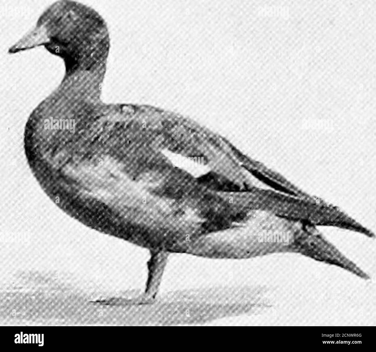 . Our feathered game; a handbook of the North American game birds . 59 ...