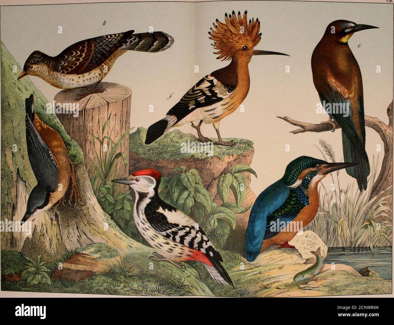 Picus Major High Resolution Stock Photography and Images - Alamy