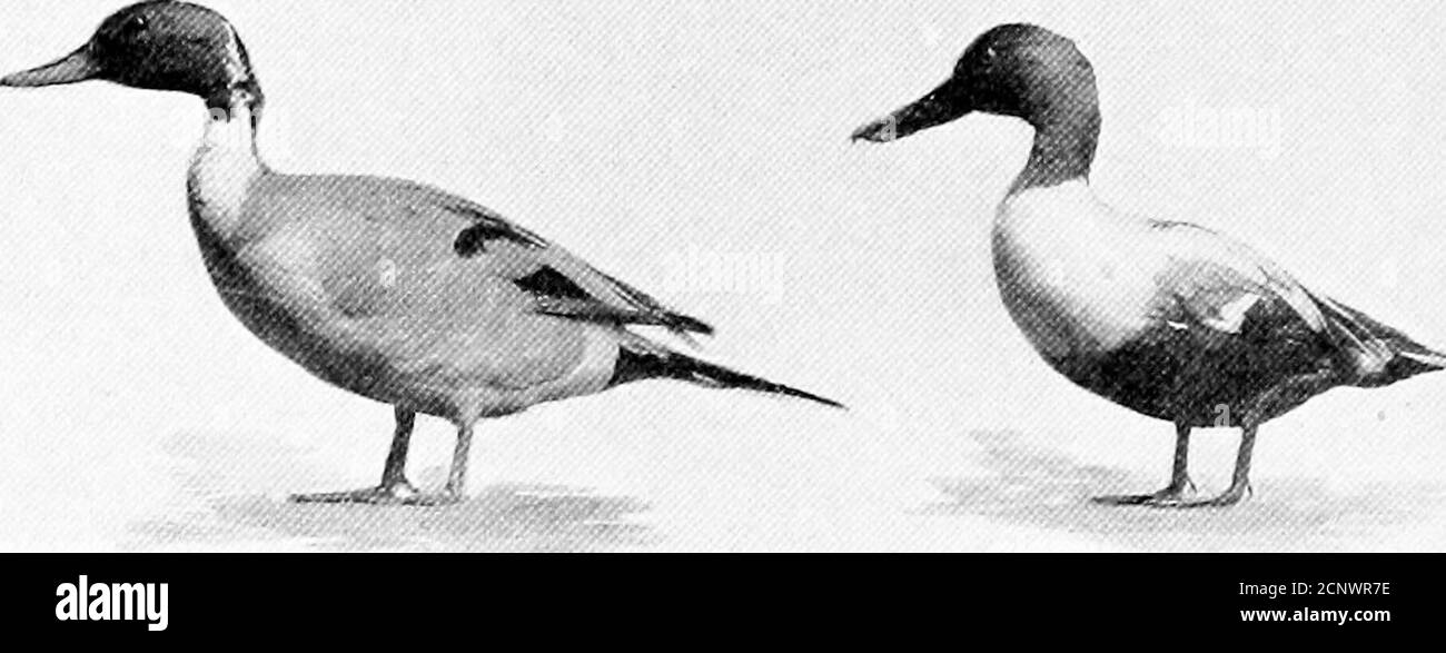 . Our feathered game; a handbook of the North American game birds . 59 ...