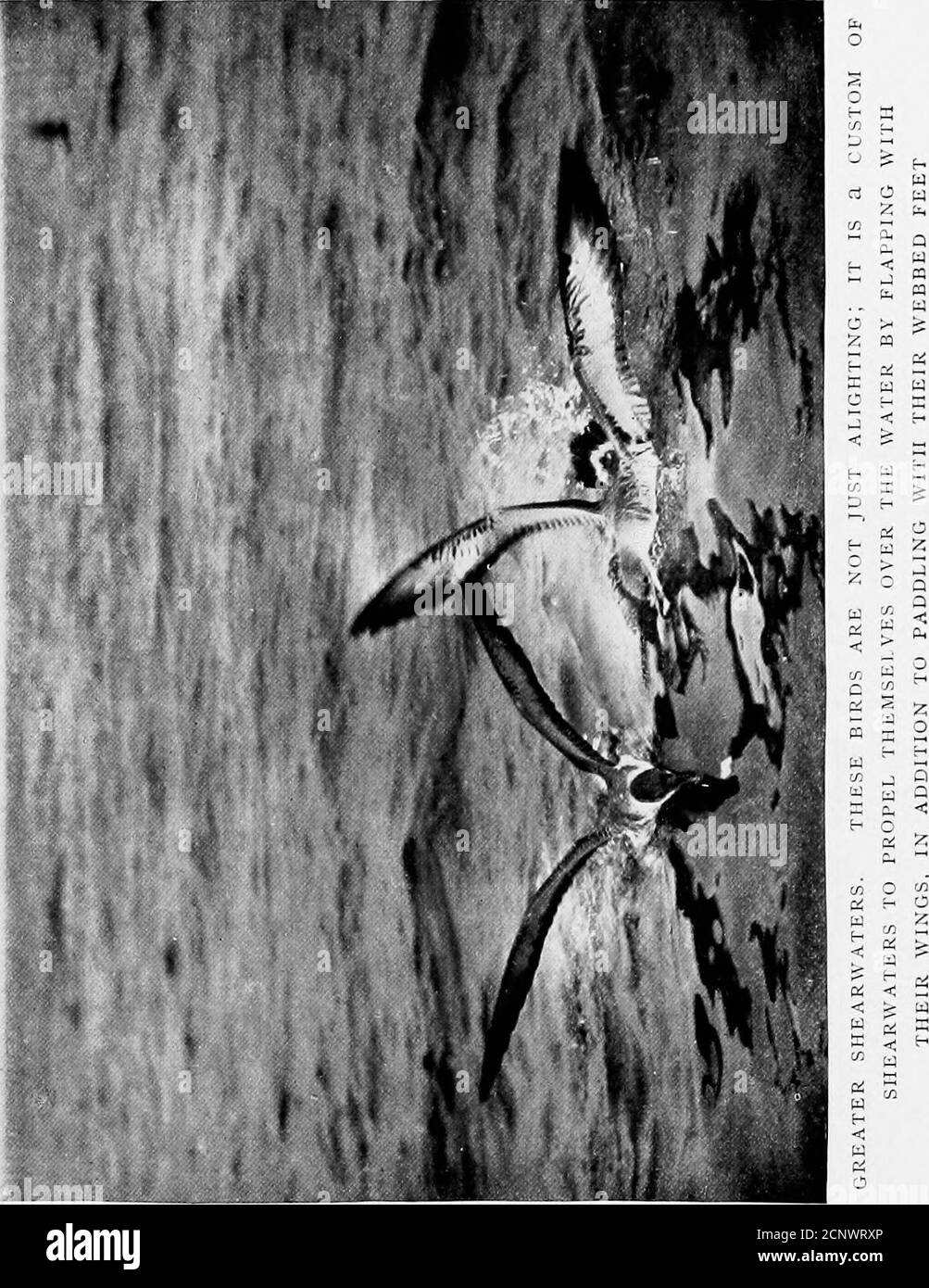 Gulping down Black and White Stock Photos & Images - Alamy