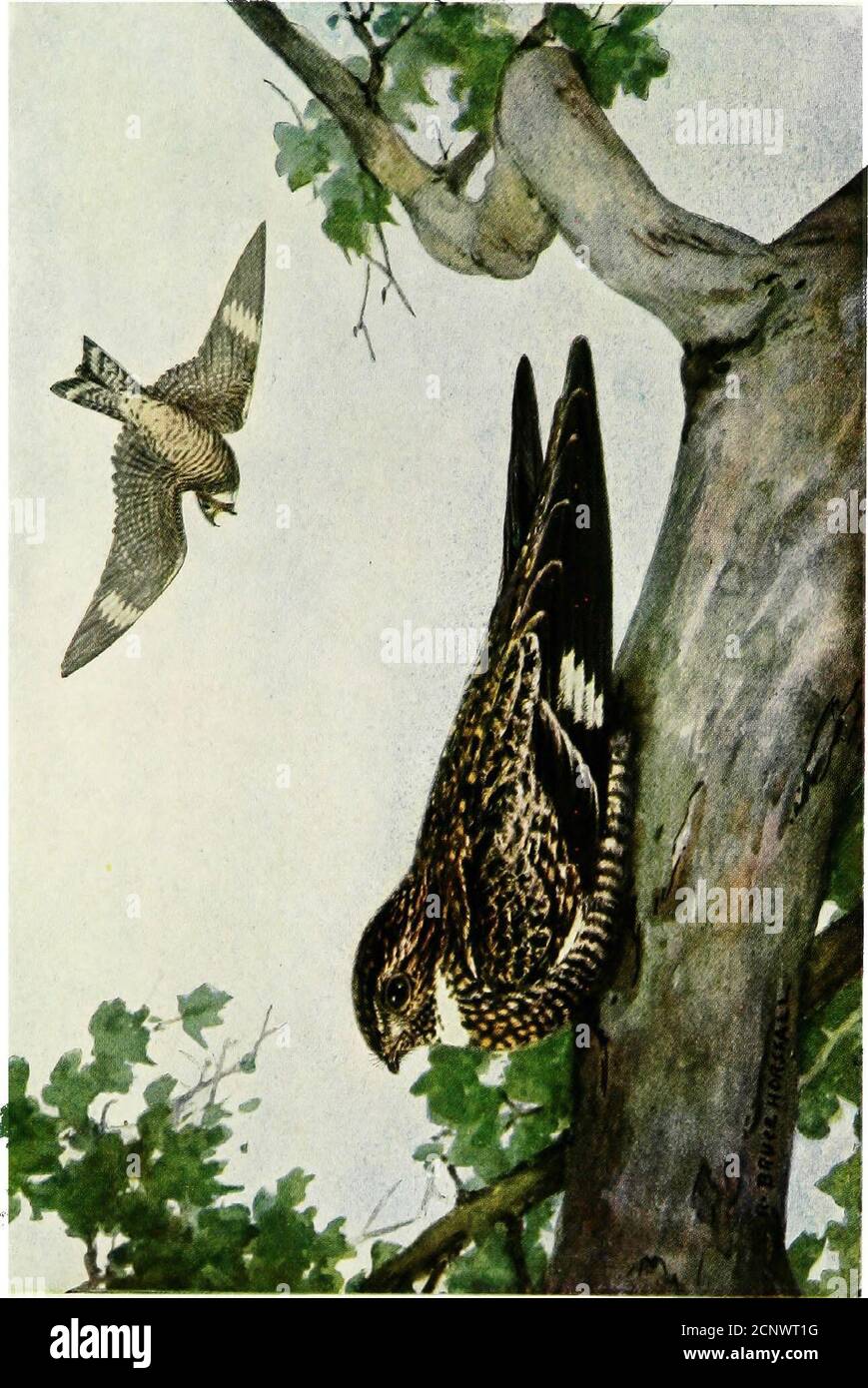 . A year with the birds . CHIMNEY SWIFT The Nighthawk 107 The Nighthawk ...