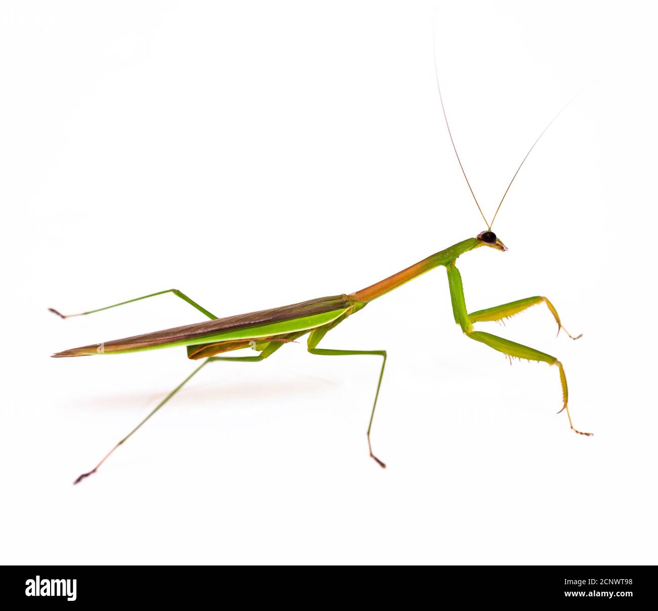 Praying mantis, Isolated on white background, Macro Stock Photo - Alamy