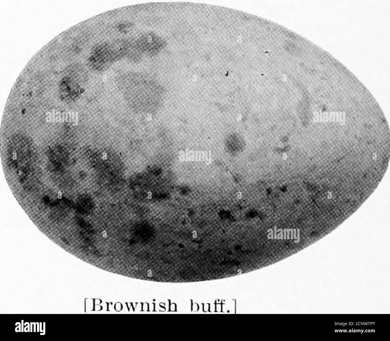 Bright red bill Black and White Stock Photos & Images - Alamy