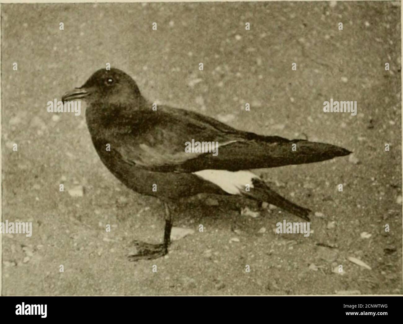 Kokk hi-res stock photography and images - Alamy