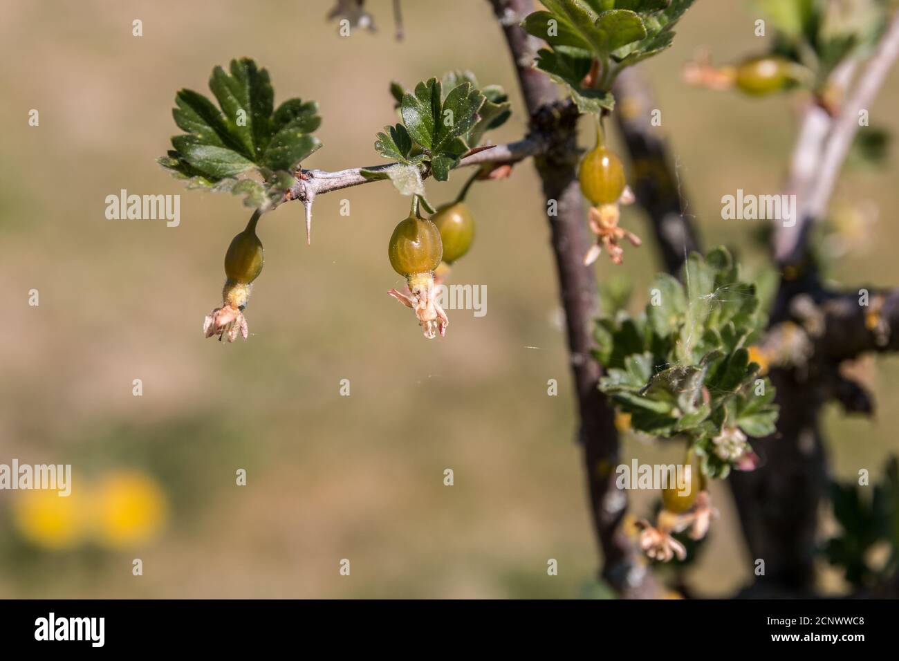 Little green gooseberries on the shrub in the garden Stock Photo - Alamy