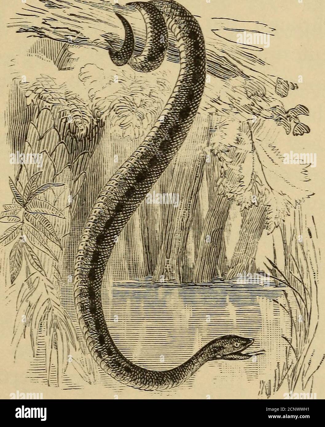 Python swallow deer hi-res stock photography and images - Alamy