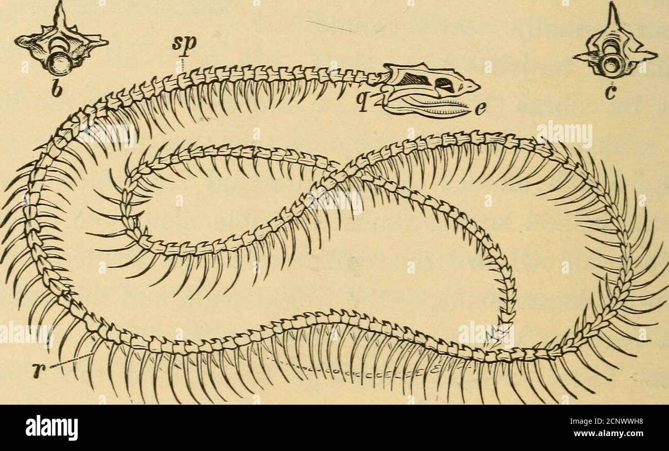 . Half hours with fishes, reptiles, and birds . Fig. 63.— Heads of ...