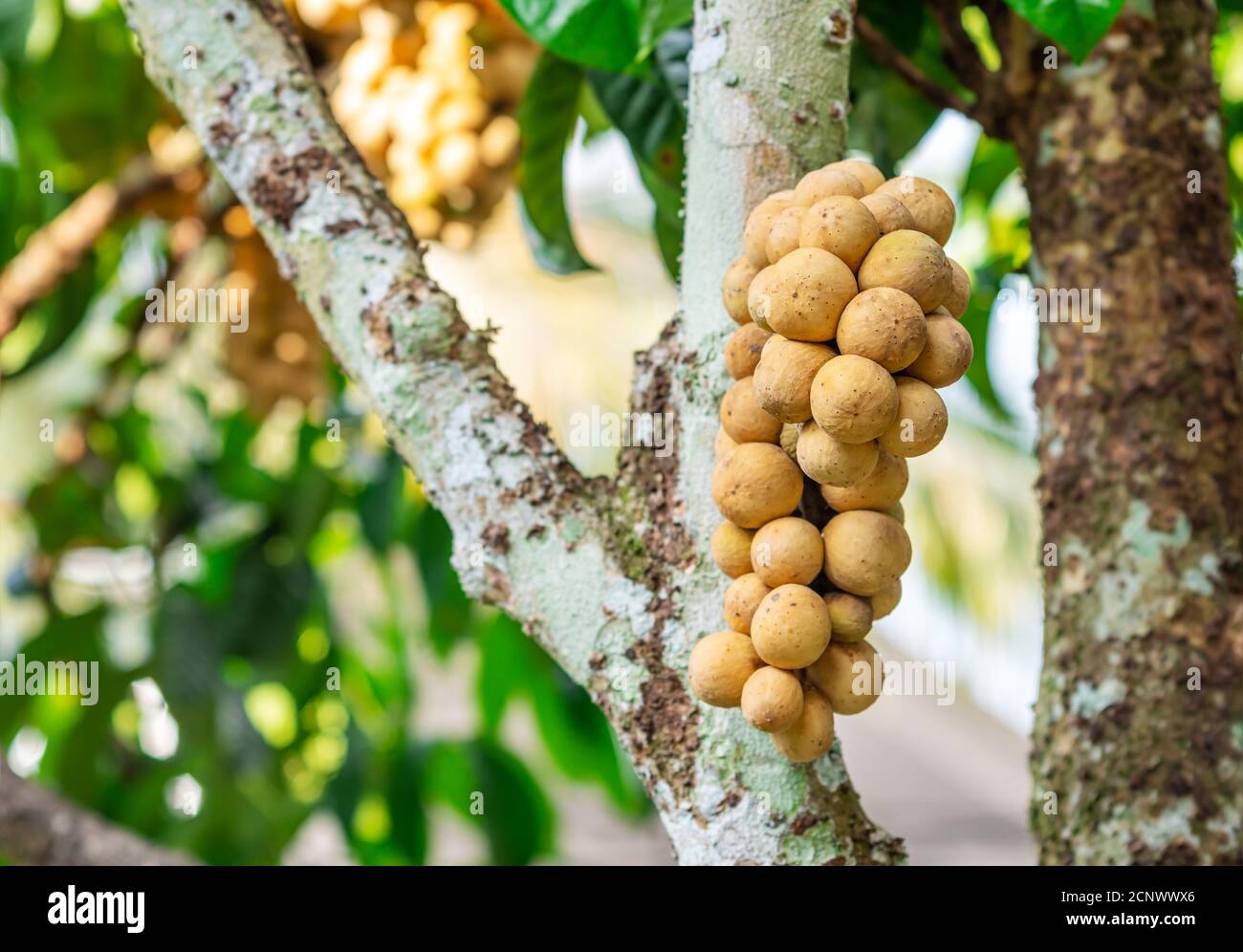 Lasium Demesticum, (Name thai Longkong) on tree blurred background ...
